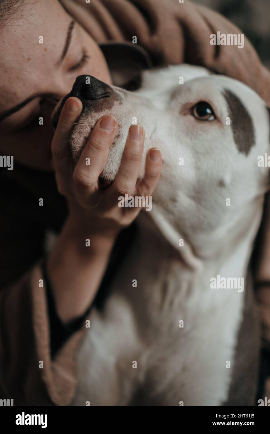Closeup of an owner kissing the amstaff dog Stock Photo - Alamy