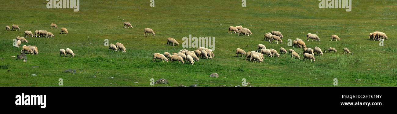 Breeding sheep hi-res stock photography and images - Alamy