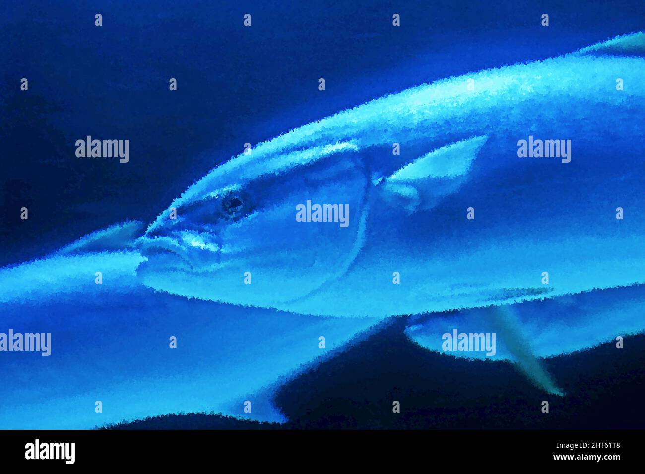 Close up of yellow fin tuna in blue Stock Photo - Alamy