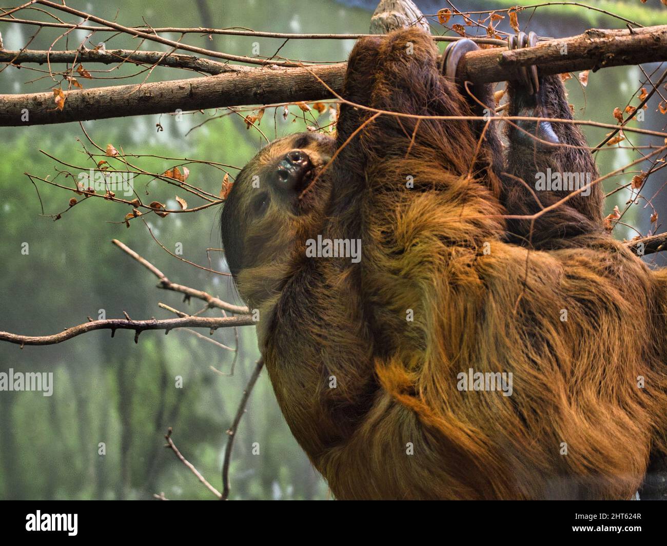 Two-toed sloth at Kansas City Zoo, the USA Stock Photo - Alamy