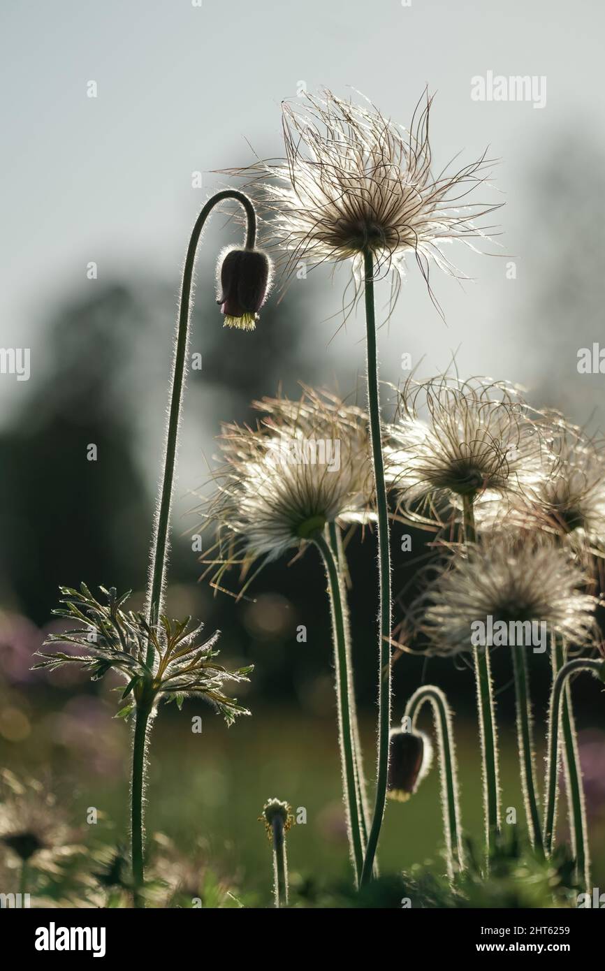 Pasque flower seed heads hi-res stock photography and images - Alamy