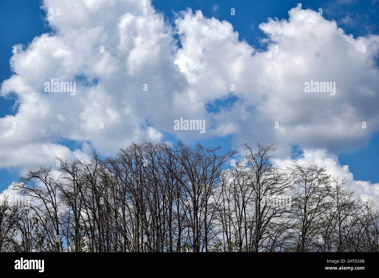 Early spring. Treetops against background of blue sky with white fluffy ...