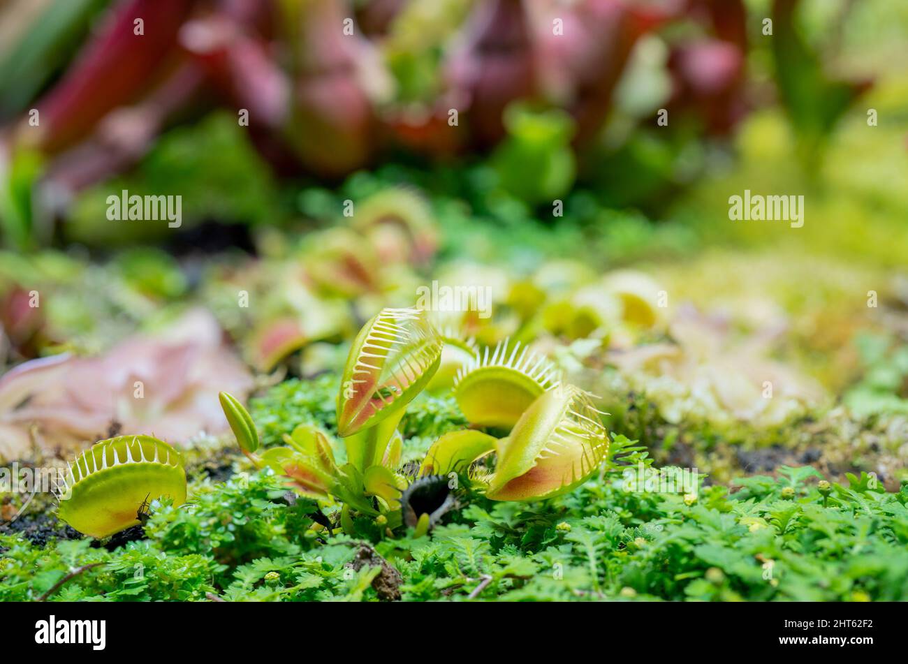 Closeup of carnivorous predatory plant Venus flytrap Stock Photo - Alamy