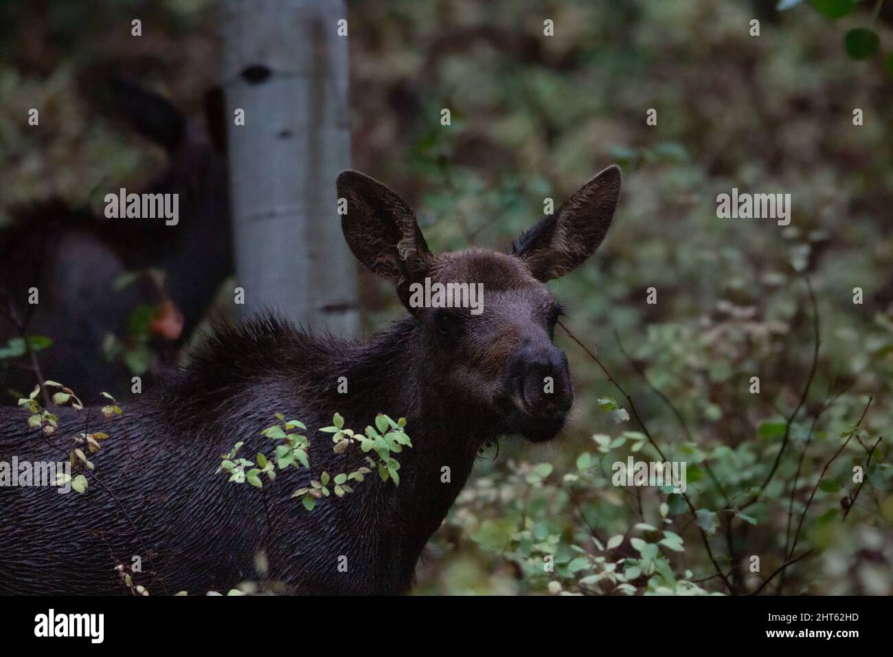 Moose species hi-res stock photography and images - Alamy