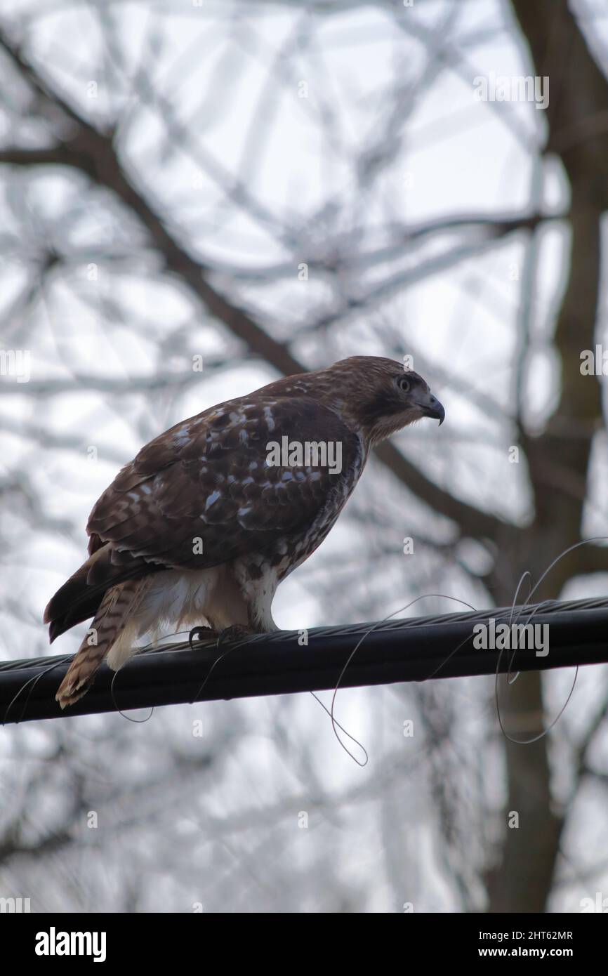 Read tail hi-res stock photography and images - Alamy