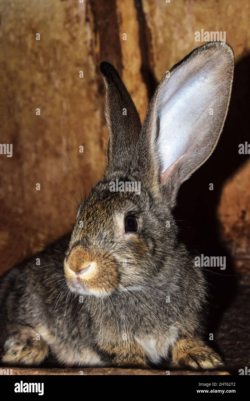 Gray rabbit with big ears sits and looks at the camera. The shadow of ...