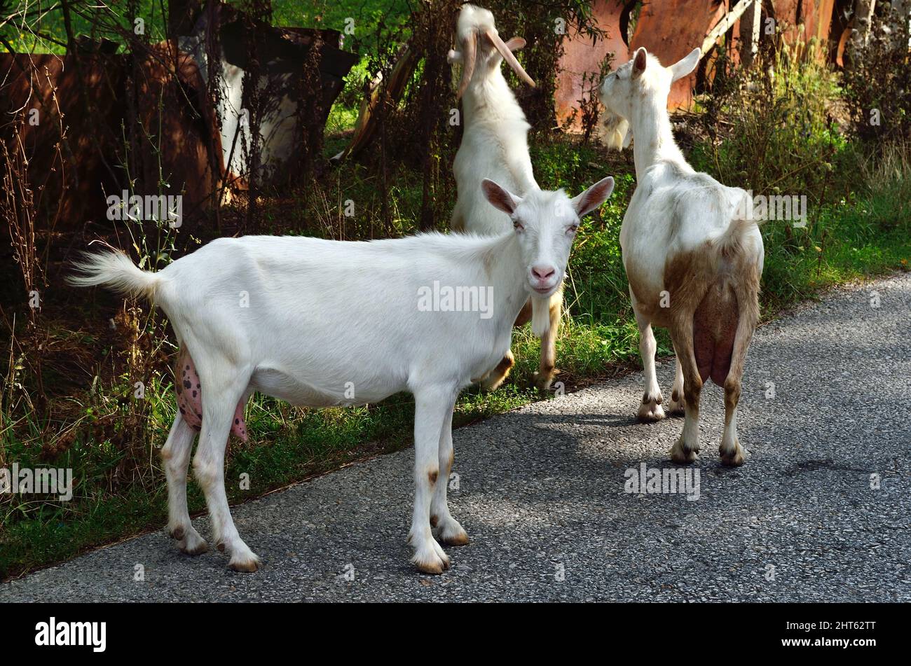 Goats walking along road hi-res stock photography and images - Alamy