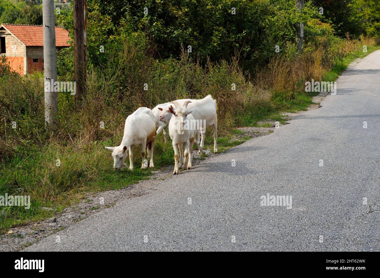 White goats walking along the road Stock Photo - Alamy