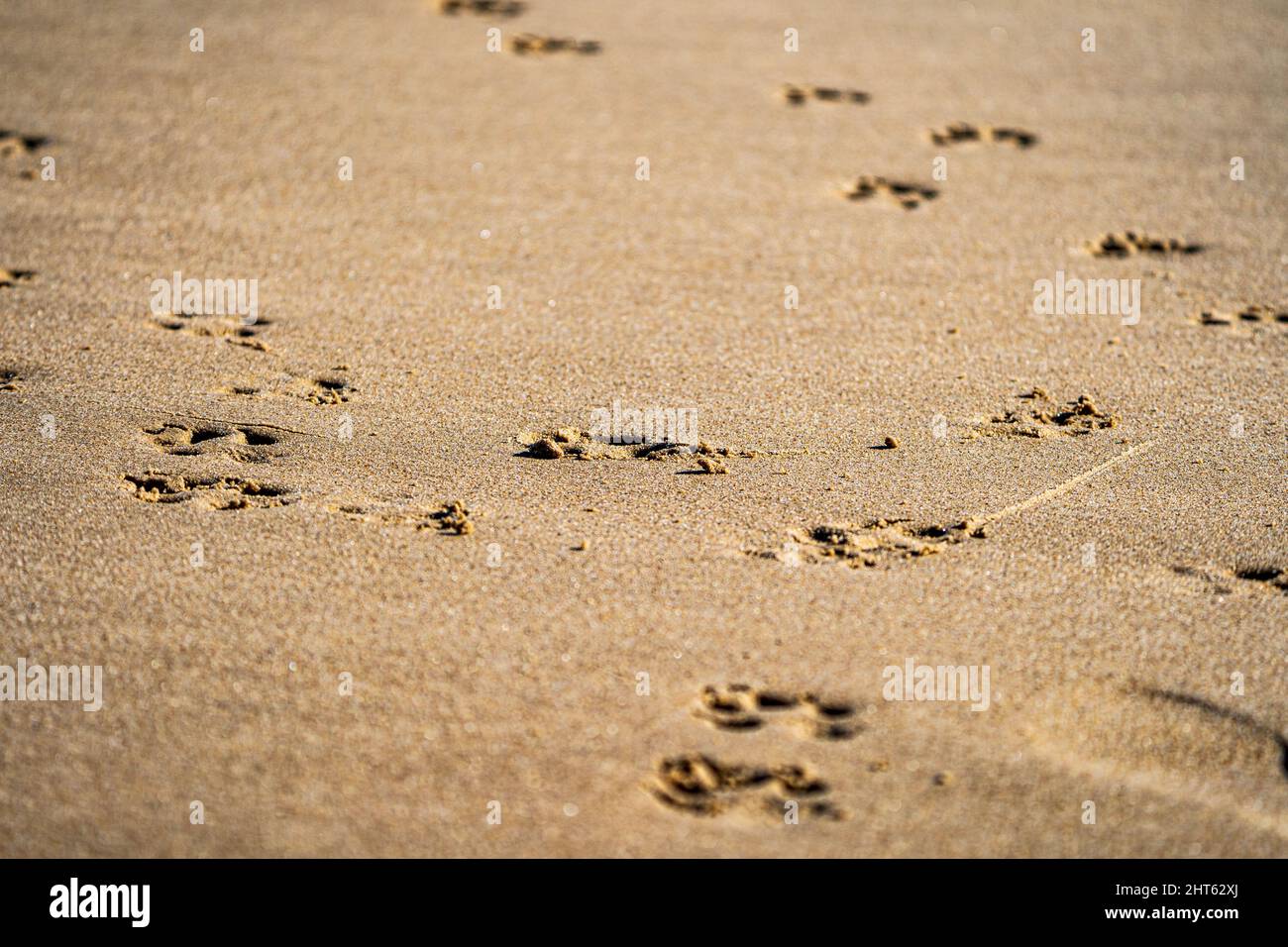 Paws On Beach Stock Photo - Alamy