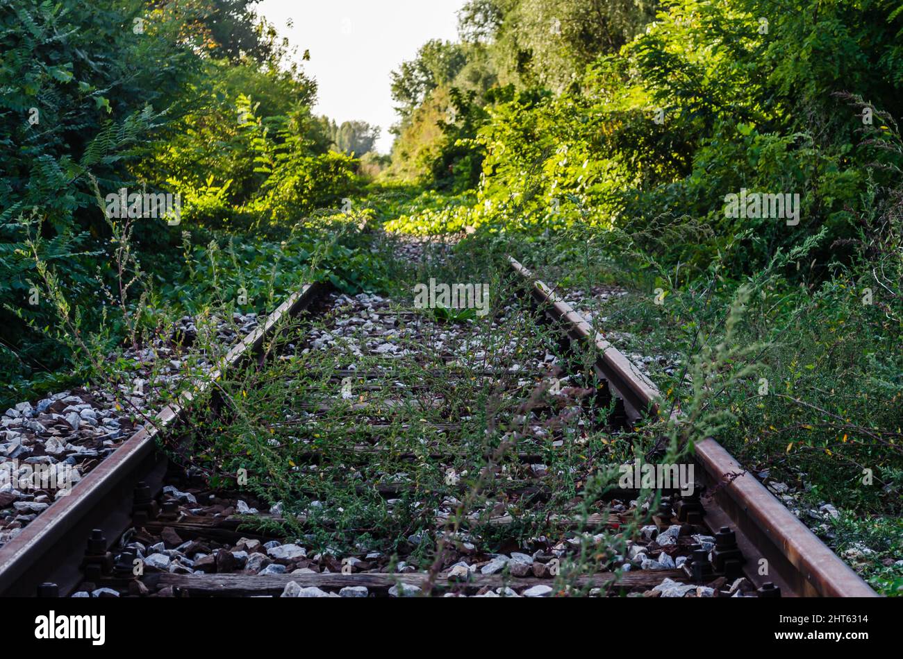 Abandoned railroad overgrown weeds hi-res stock photography and images - Alamy