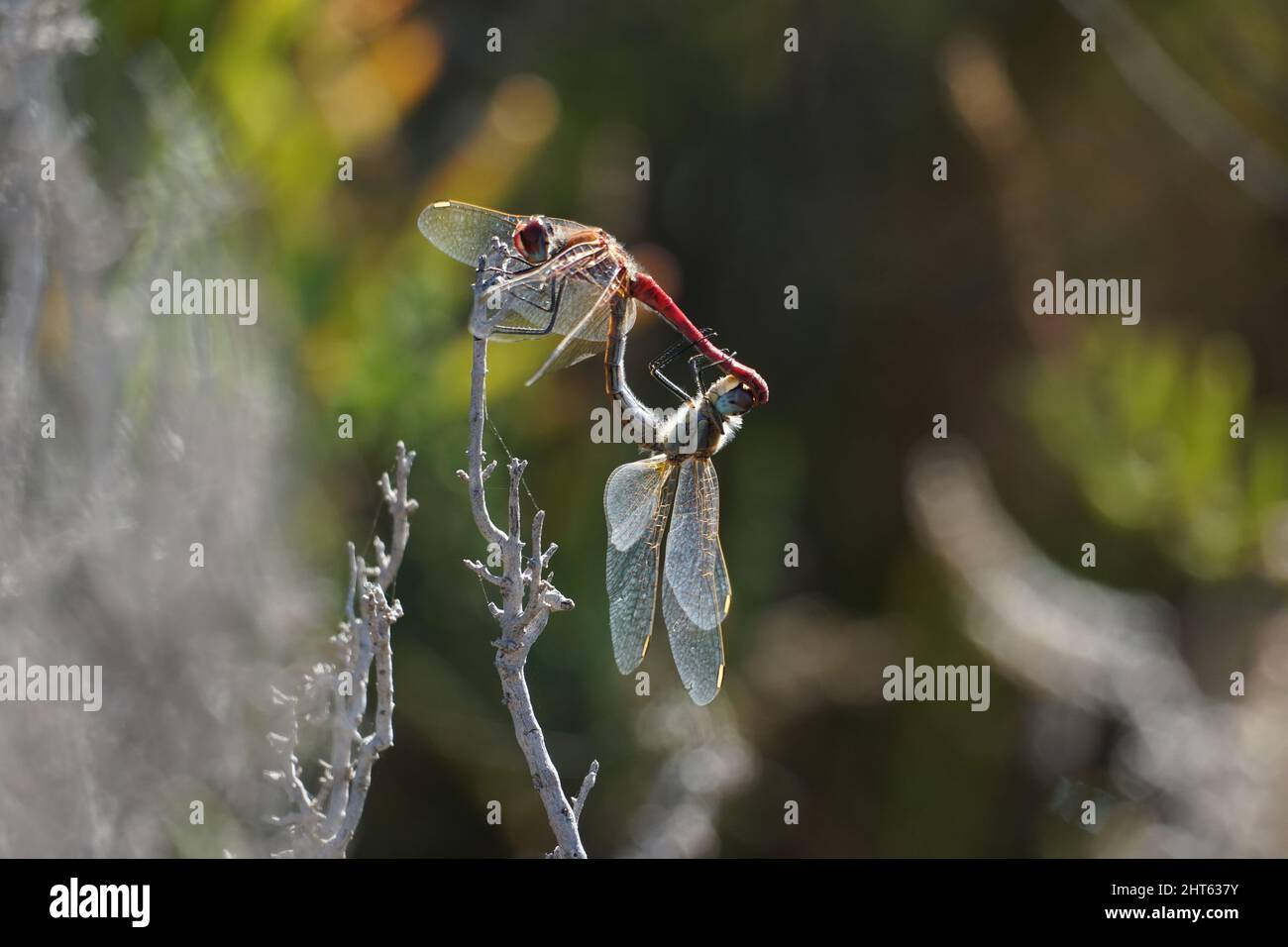 Selective focus shot of two dragonflies hanging from a branch and ...