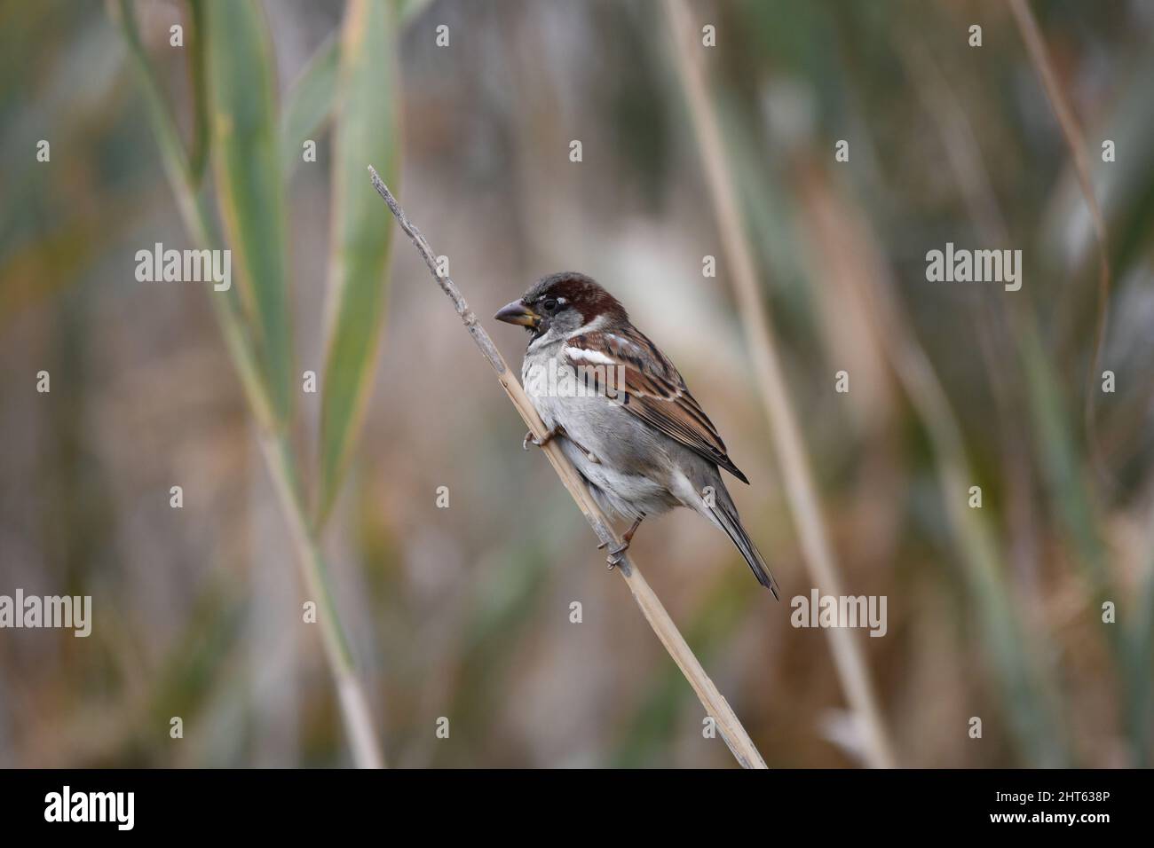 Focused shot of an Old World Sparrow standing at the top of a branch ...