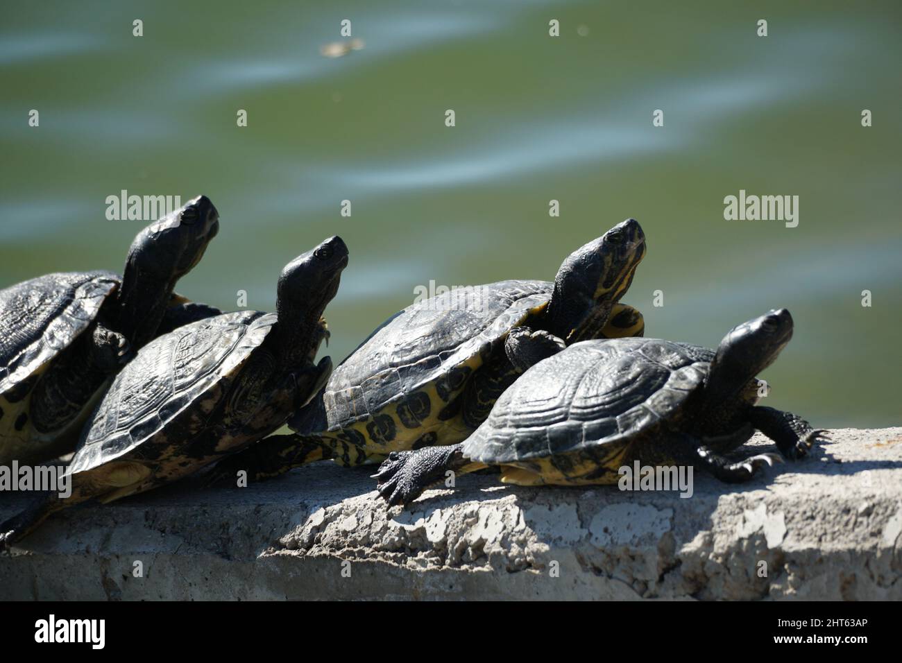 A bale of turtles hi-res stock photography and images - Alamy