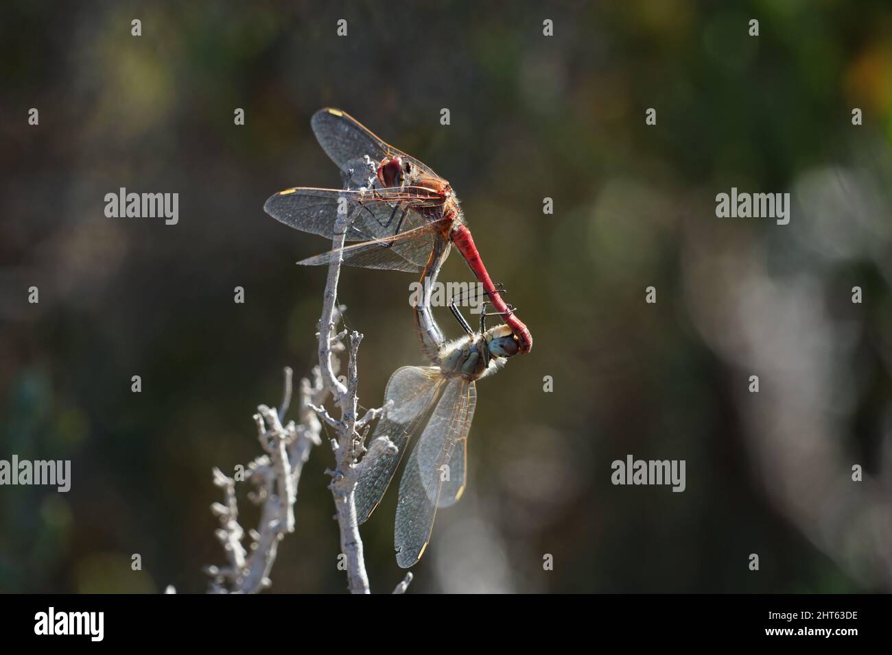 Selective focus shot of two dragonflies hanging from a branch and hugging each other Stock Photo ...