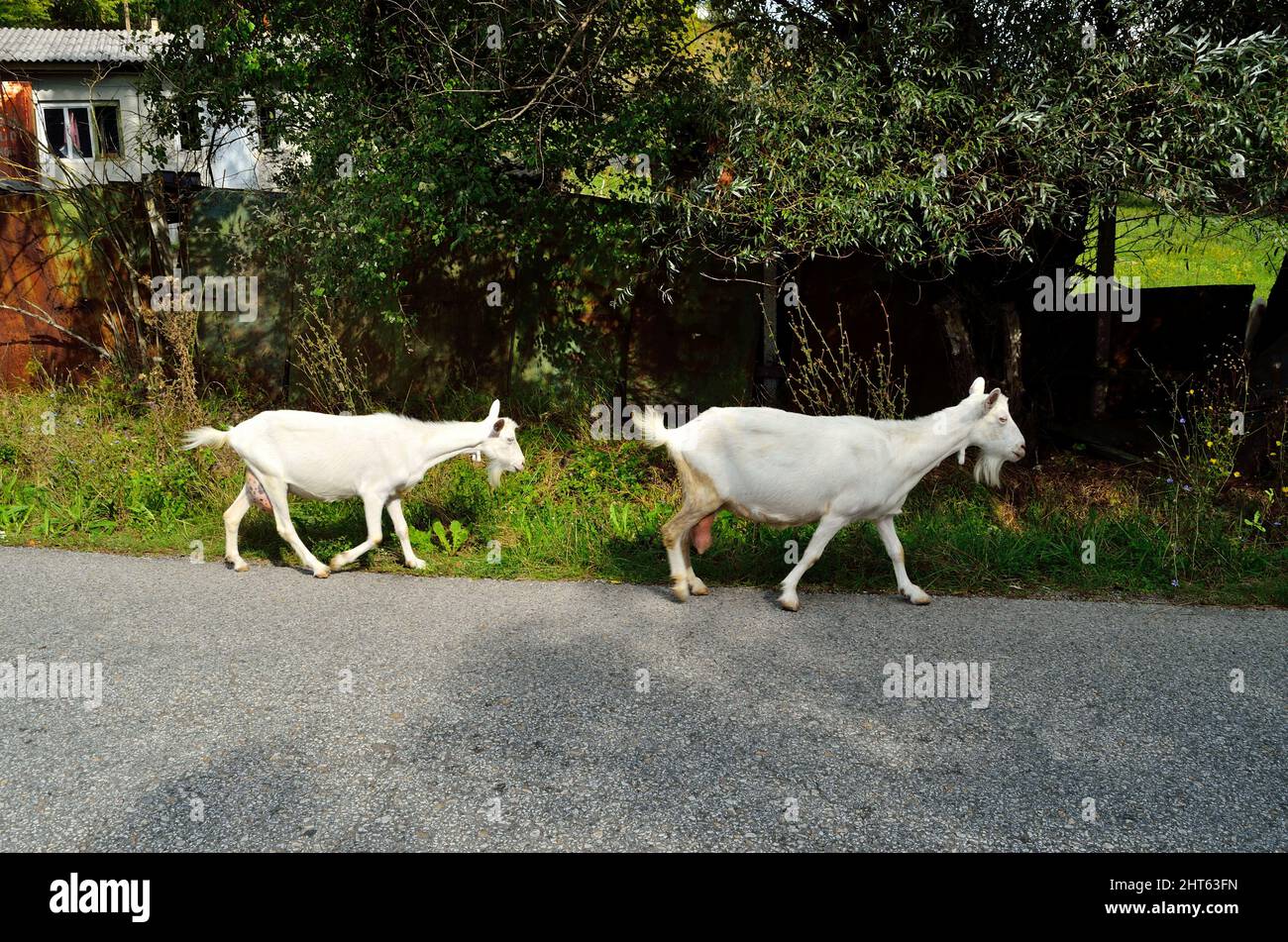 Goats walking along road hi-res stock photography and images - Alamy