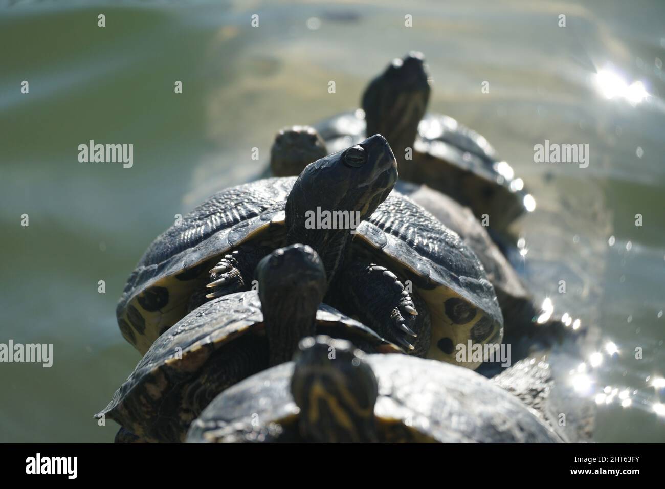 Bale Of Turtles High Resolution Stock Photography and Images - Alamy