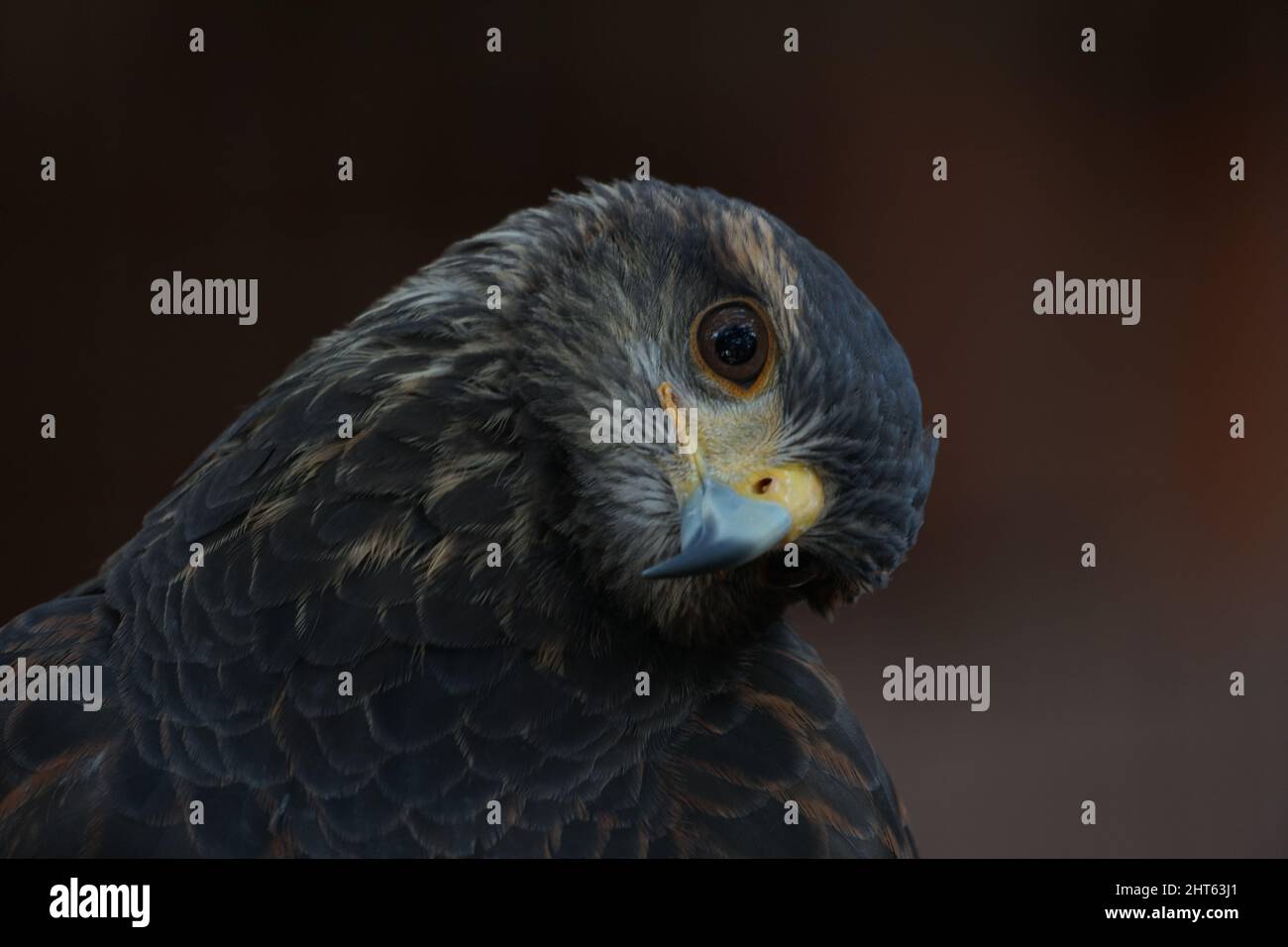 Closeup shot of a Harris's Hawk looking on the camera with the head ...