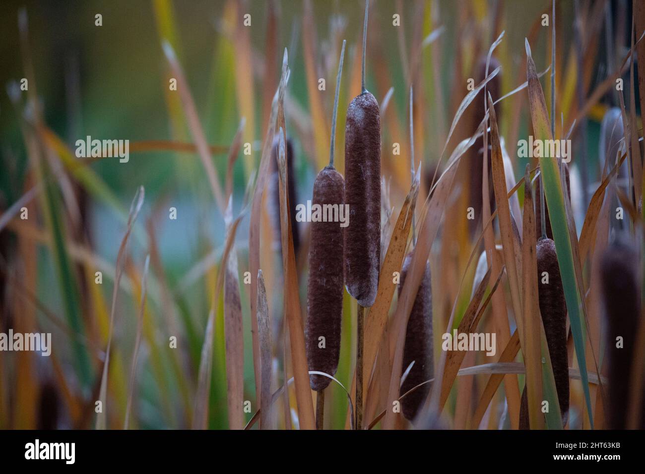 Field of cattail plants Stock Photo - Alamy