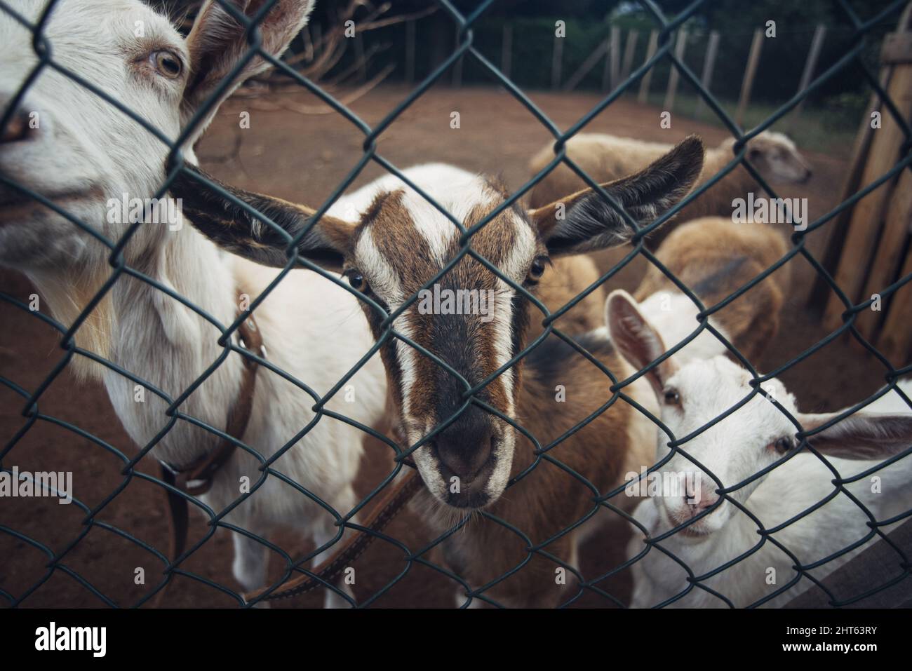 Farm with goats behind a fence on the island of Madeira Stock Photo - Alamy