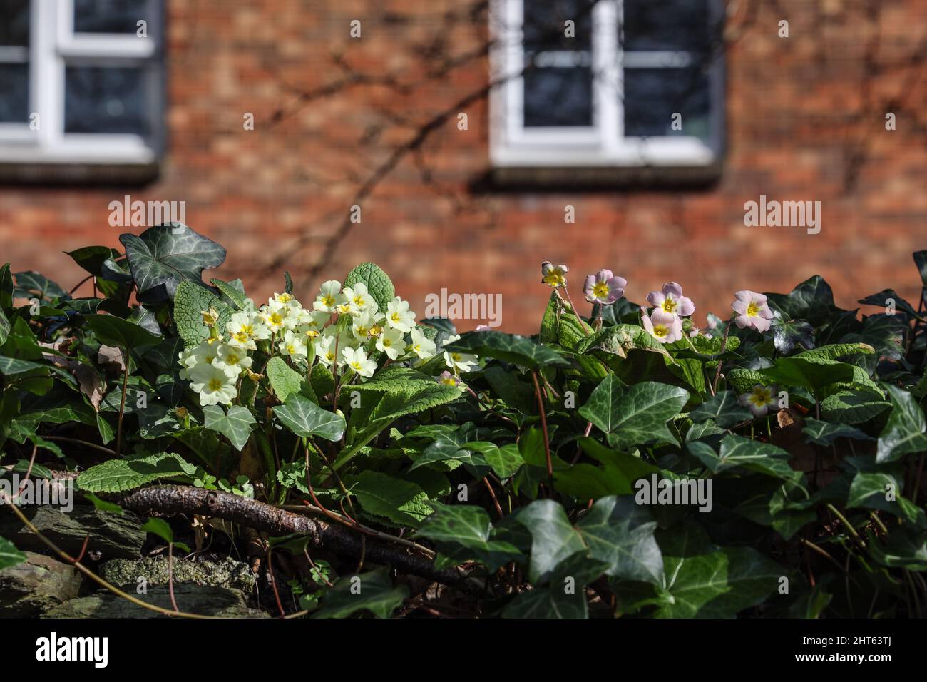Primrose on a wall in an urban setting in Devonport, a suburb of ...