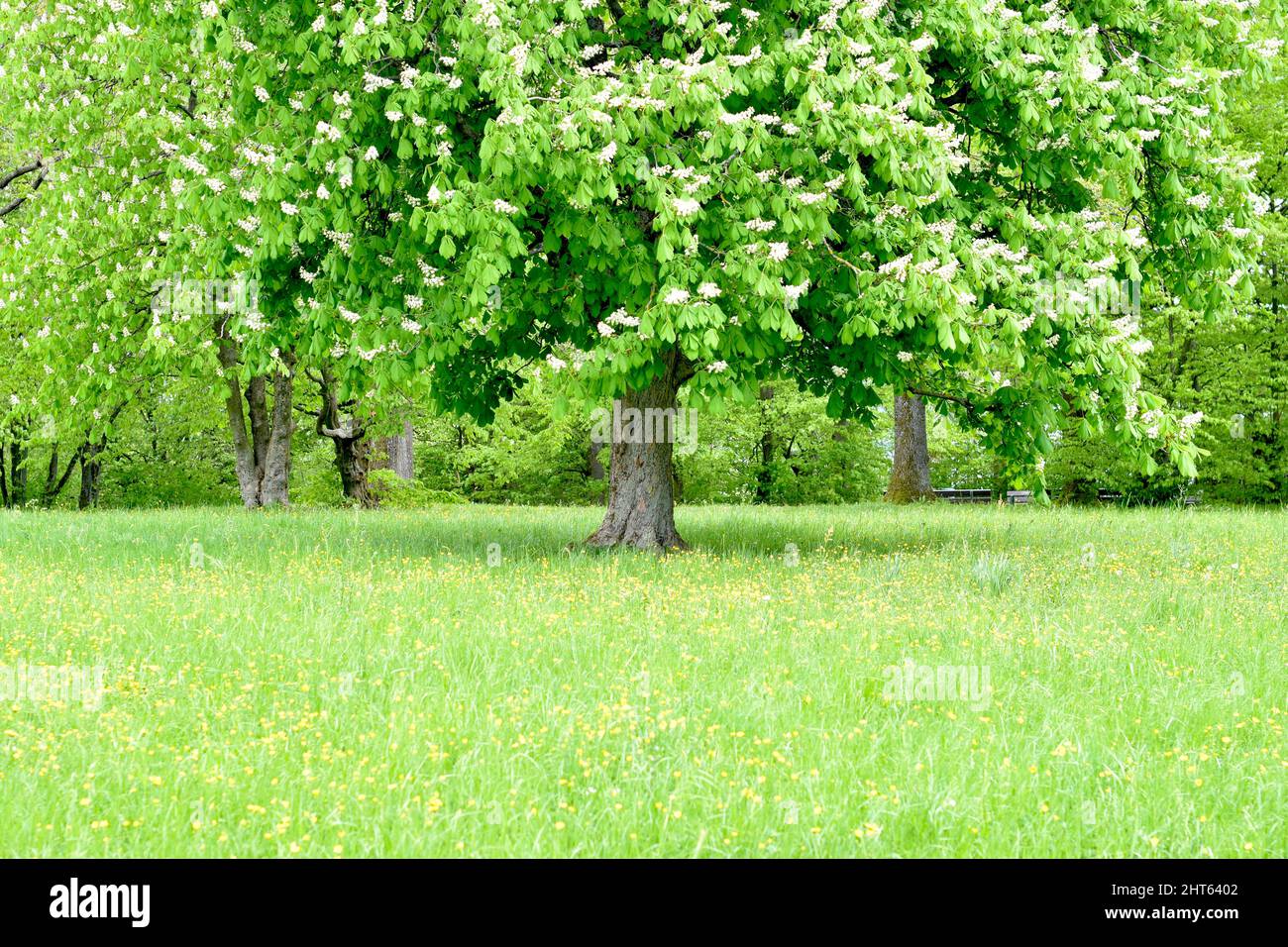Beautiful picture of flowering chestnut trees Stock Photo - Alamy