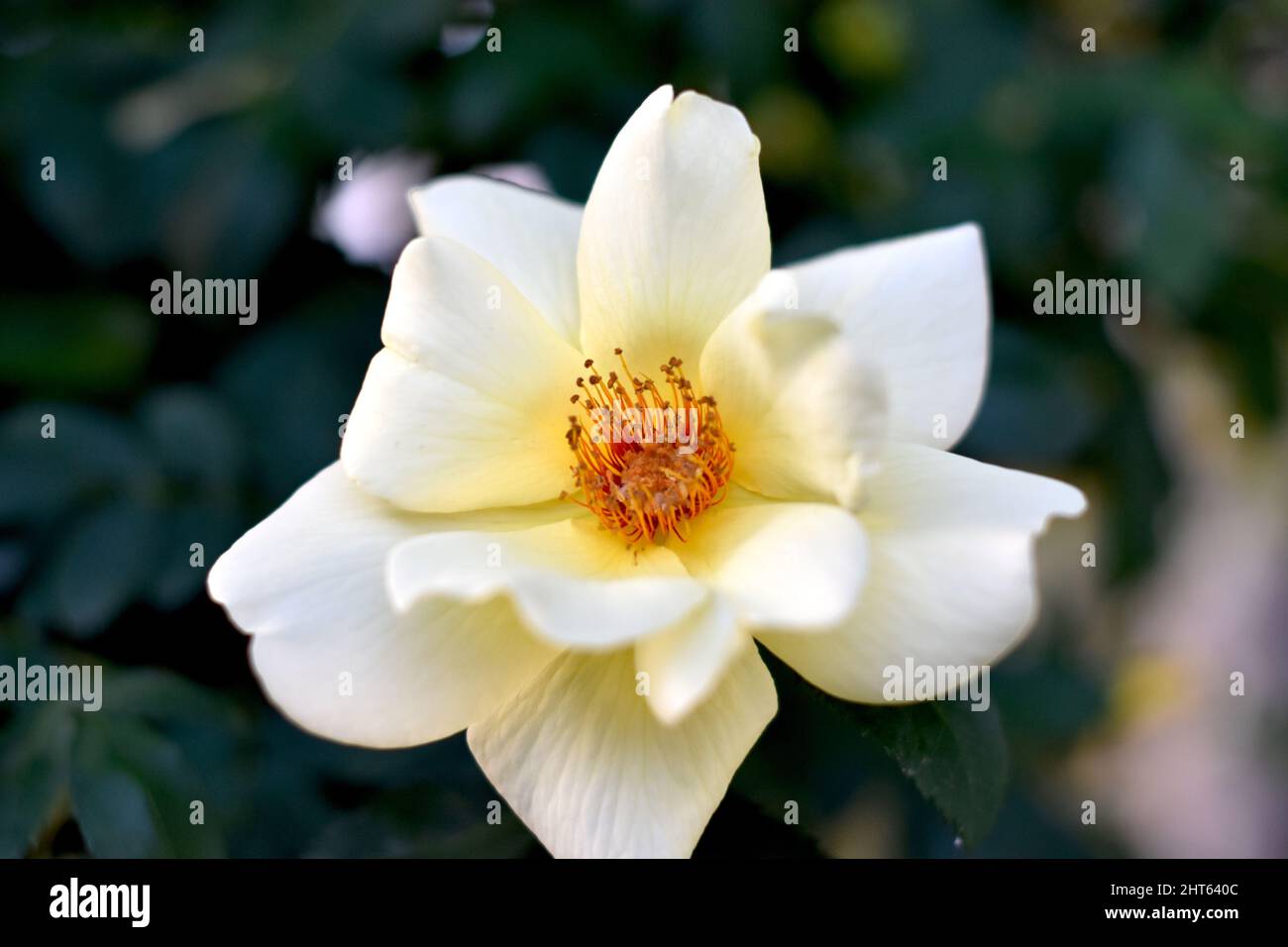 Beautiful Manchu rose blooming in the garden Stock Photo - Alamy