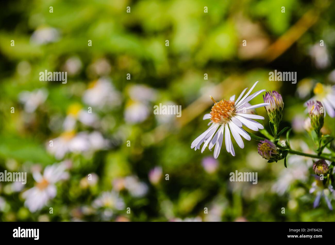 Shrub with open daisy flowers in front of a young forest of poplar ...