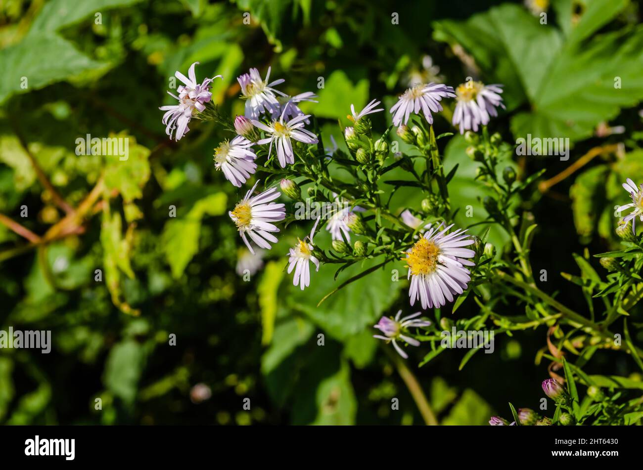 Shrub with open daisy flowers in front of a young forest of poplar ...