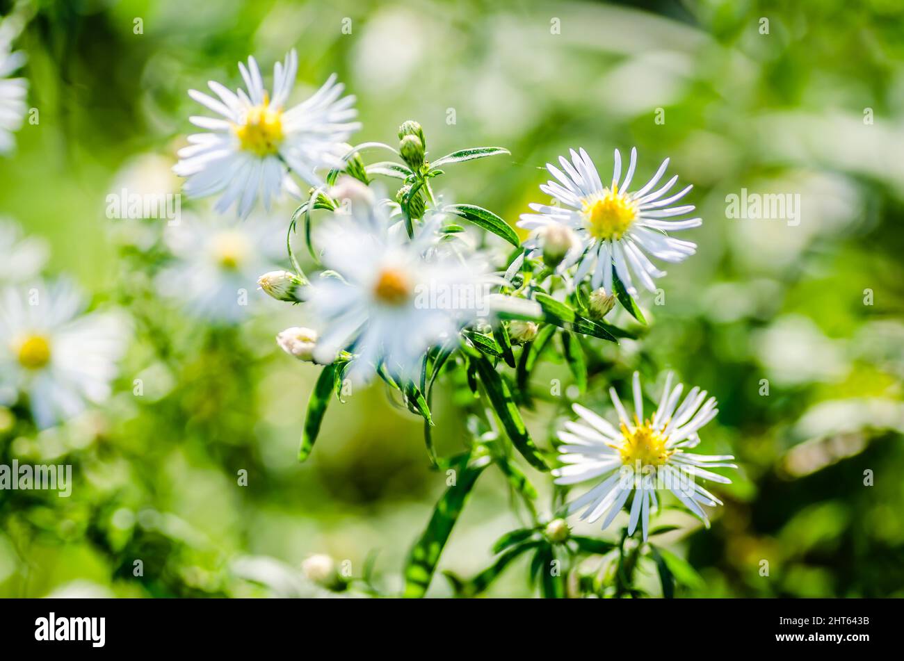 Shrub with open daisy flowers in front of a young forest of poplar ...