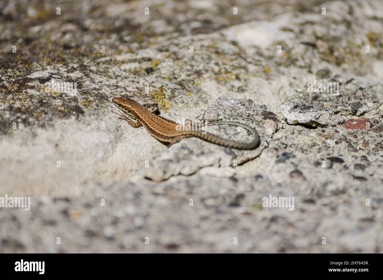 Small forest lizard in its natural environment Stock Photo - Alamy