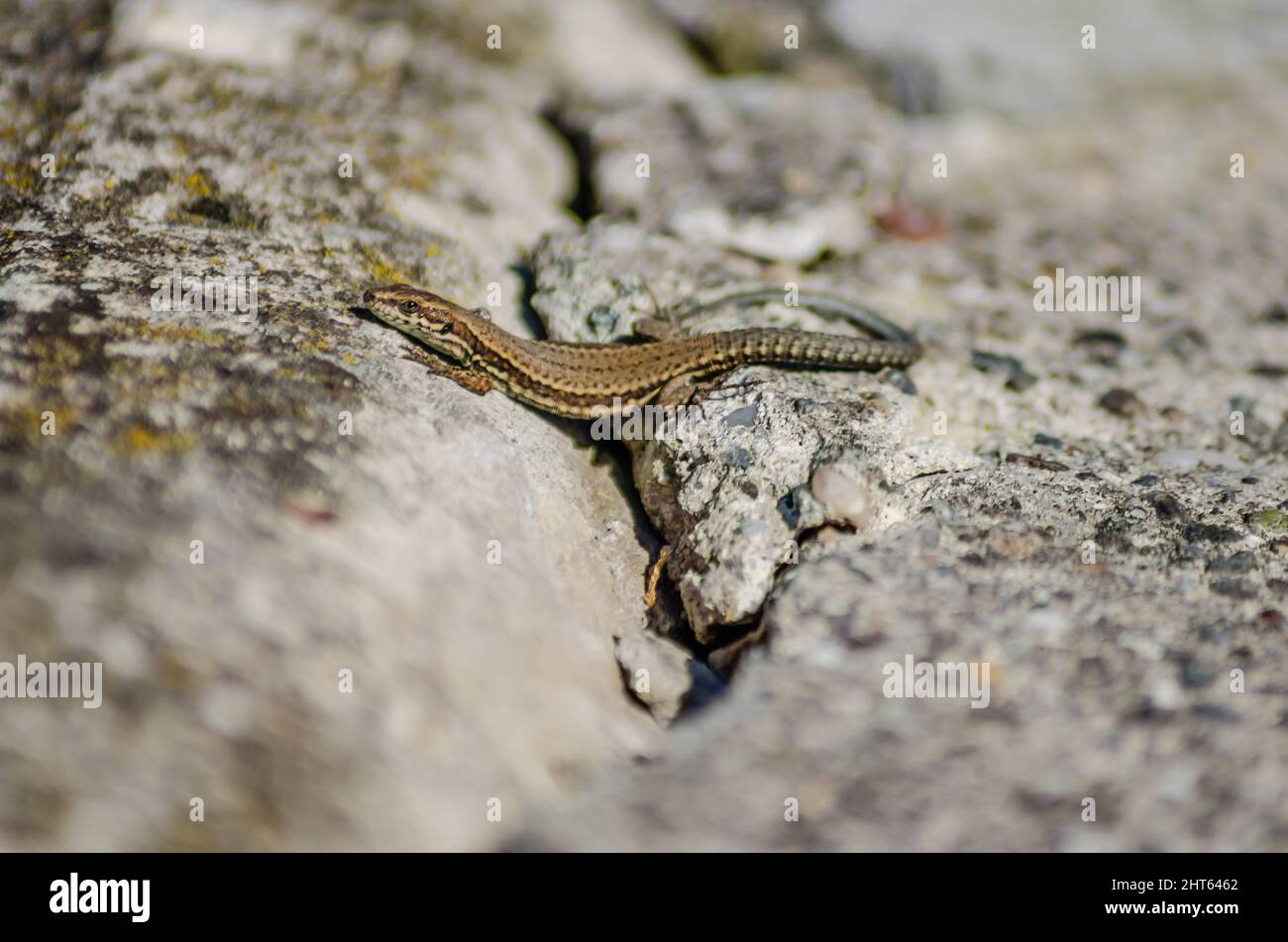 Small forest lizard in its natural environment Stock Photo - Alamy