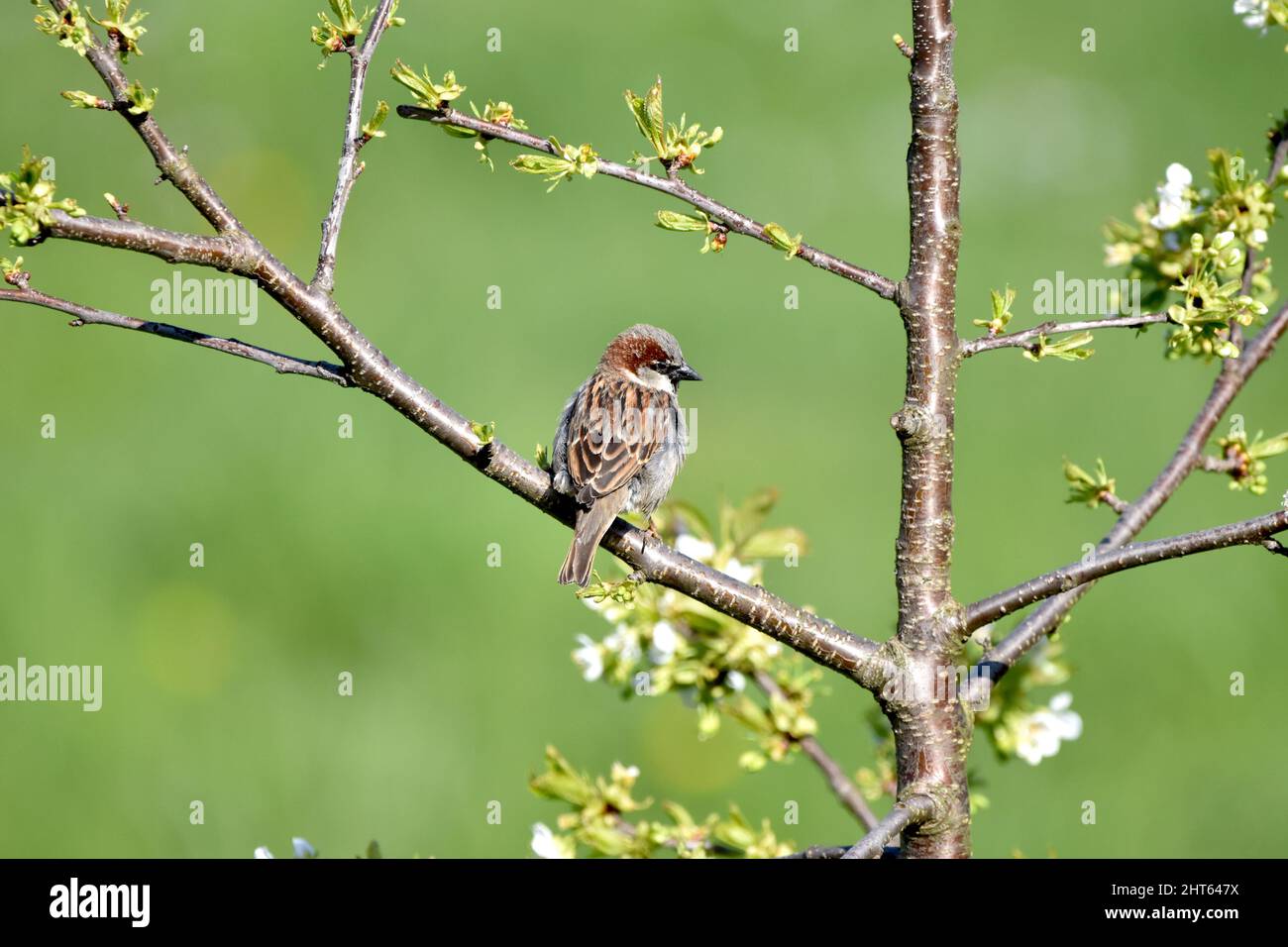 Tail tree hi-res stock photography and images - Alamy