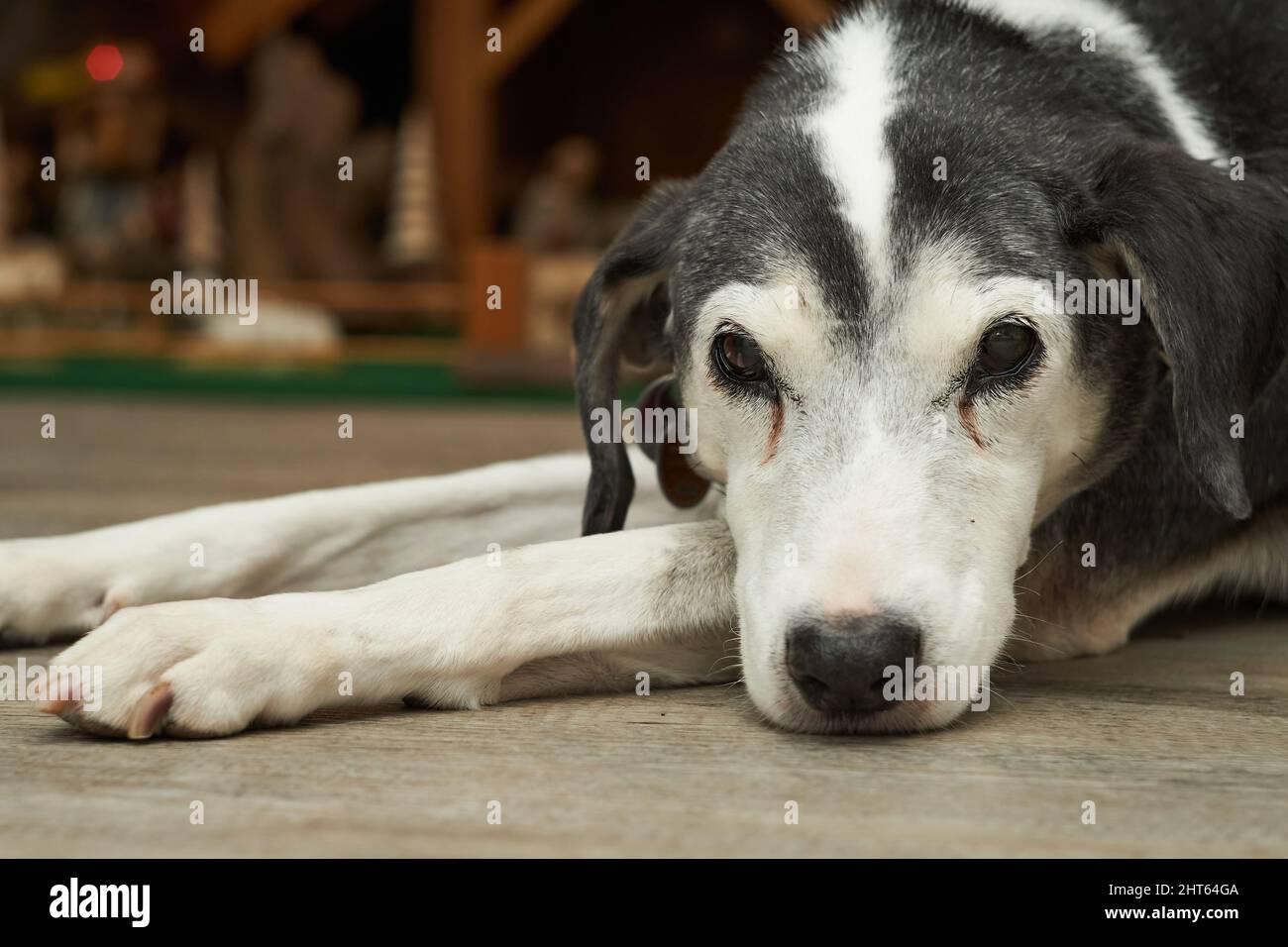 Aspin dog hi-res stock photography and images - Alamy
