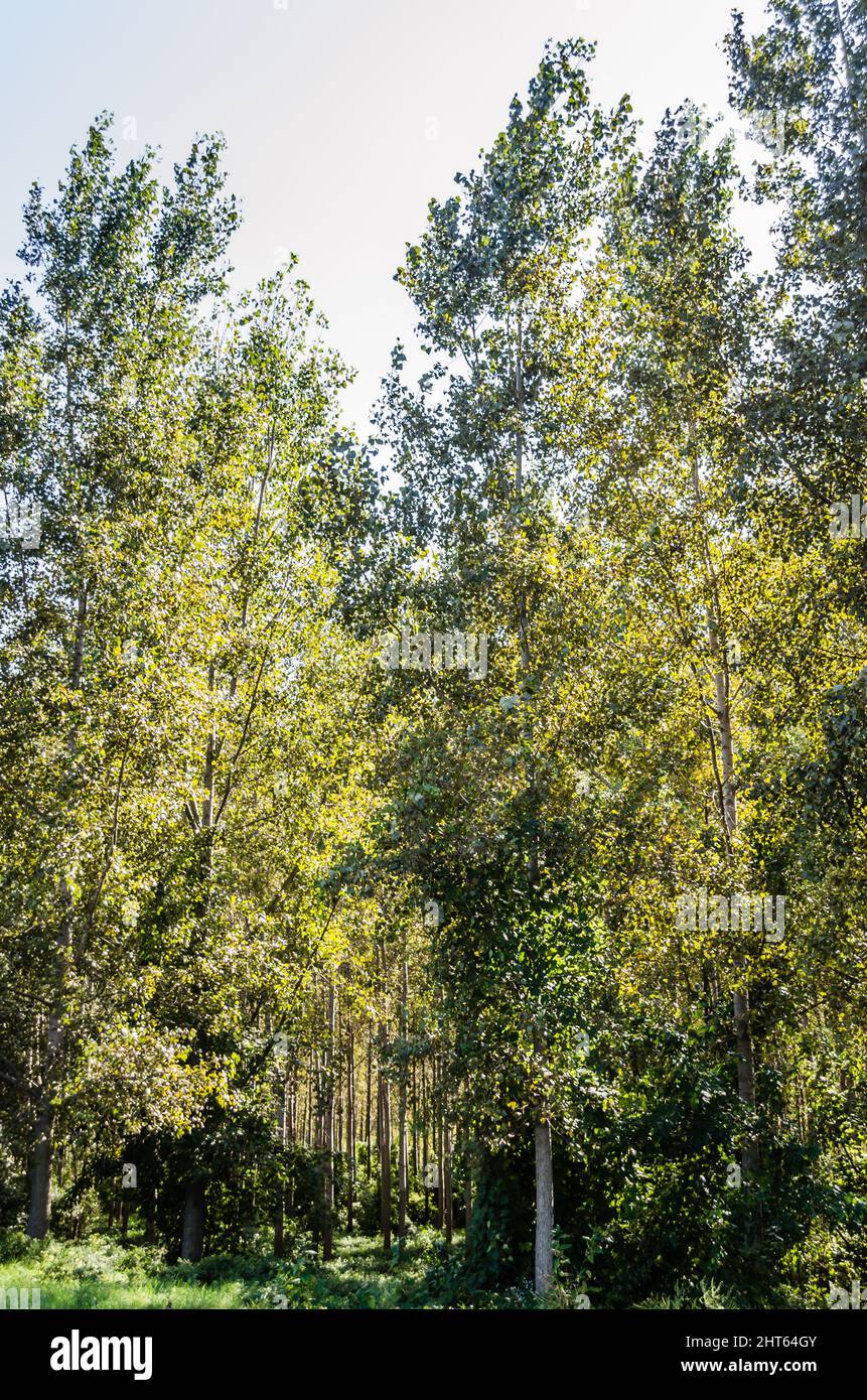 A young green forest of poplar trees, illuminated by the summer morning ...