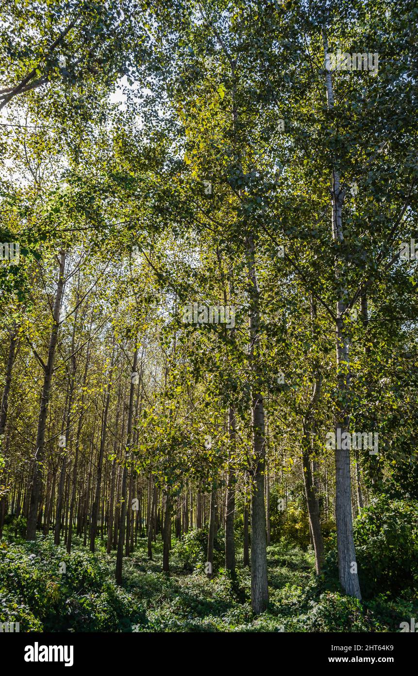 A young green forest of poplar trees, illuminated by the summer morning ...