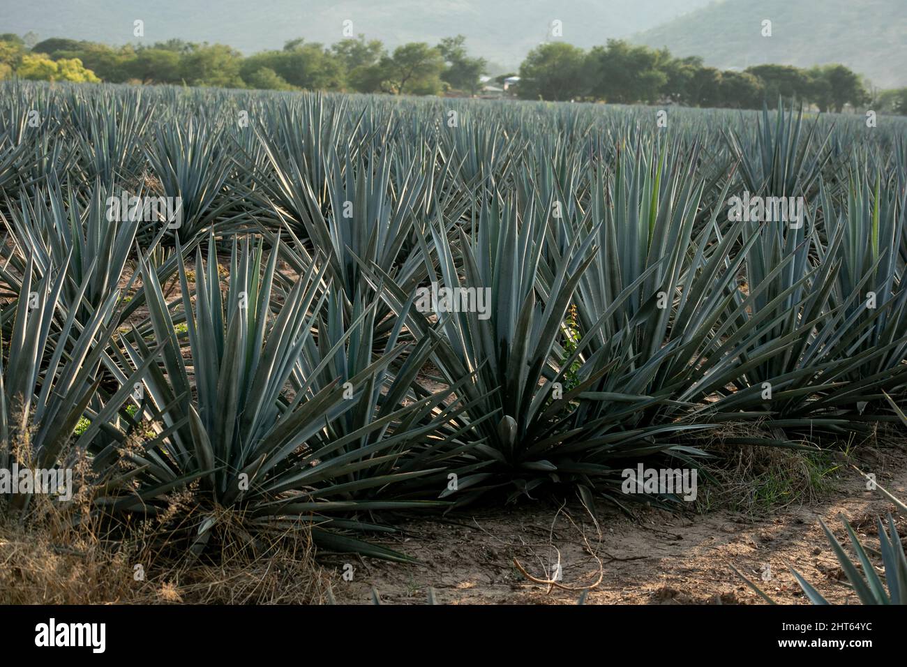 Field with dry agave tequilana plants Stock Photo - Alamy