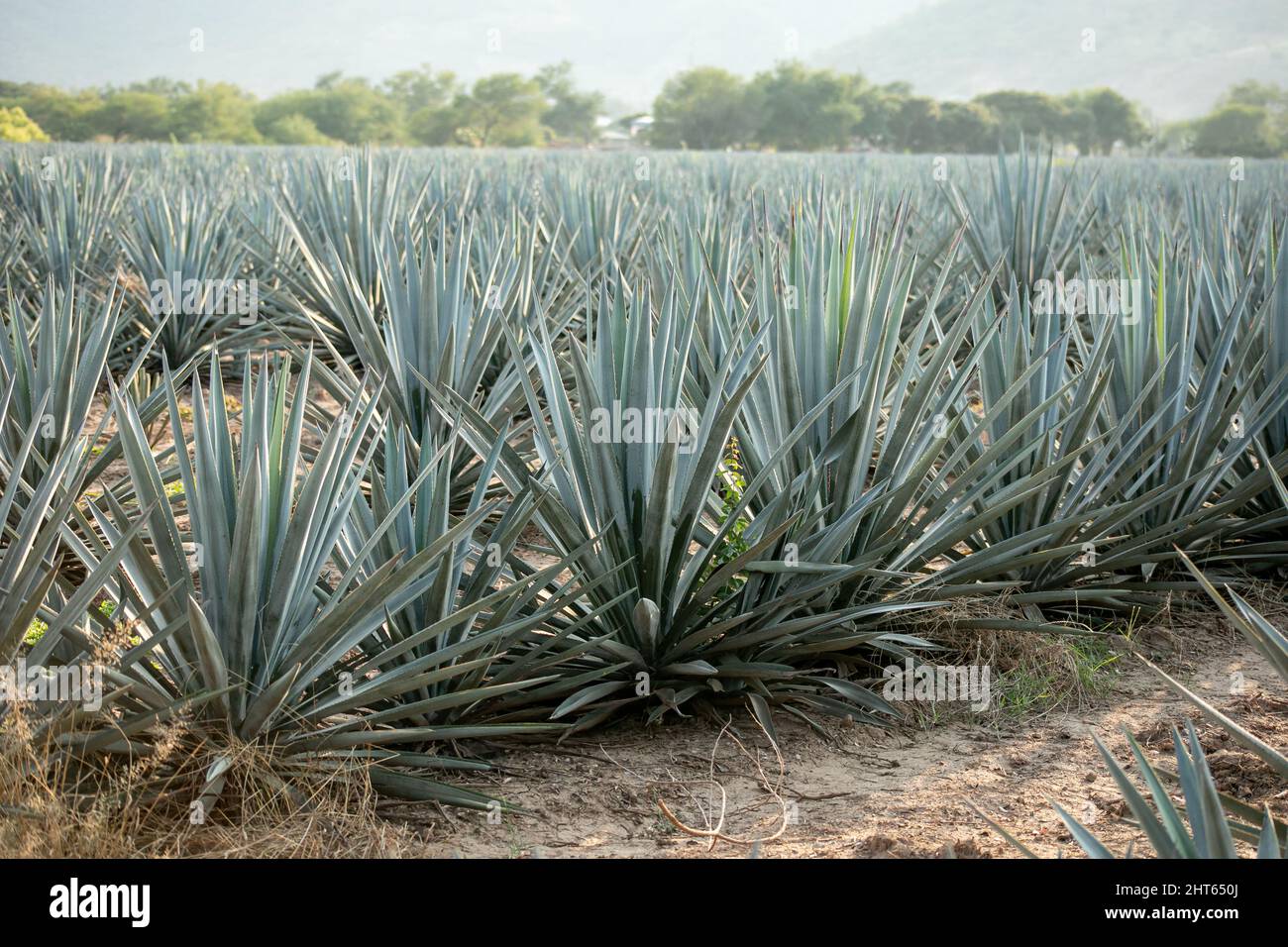 Agave field hi-res stock photography and images - Alamy