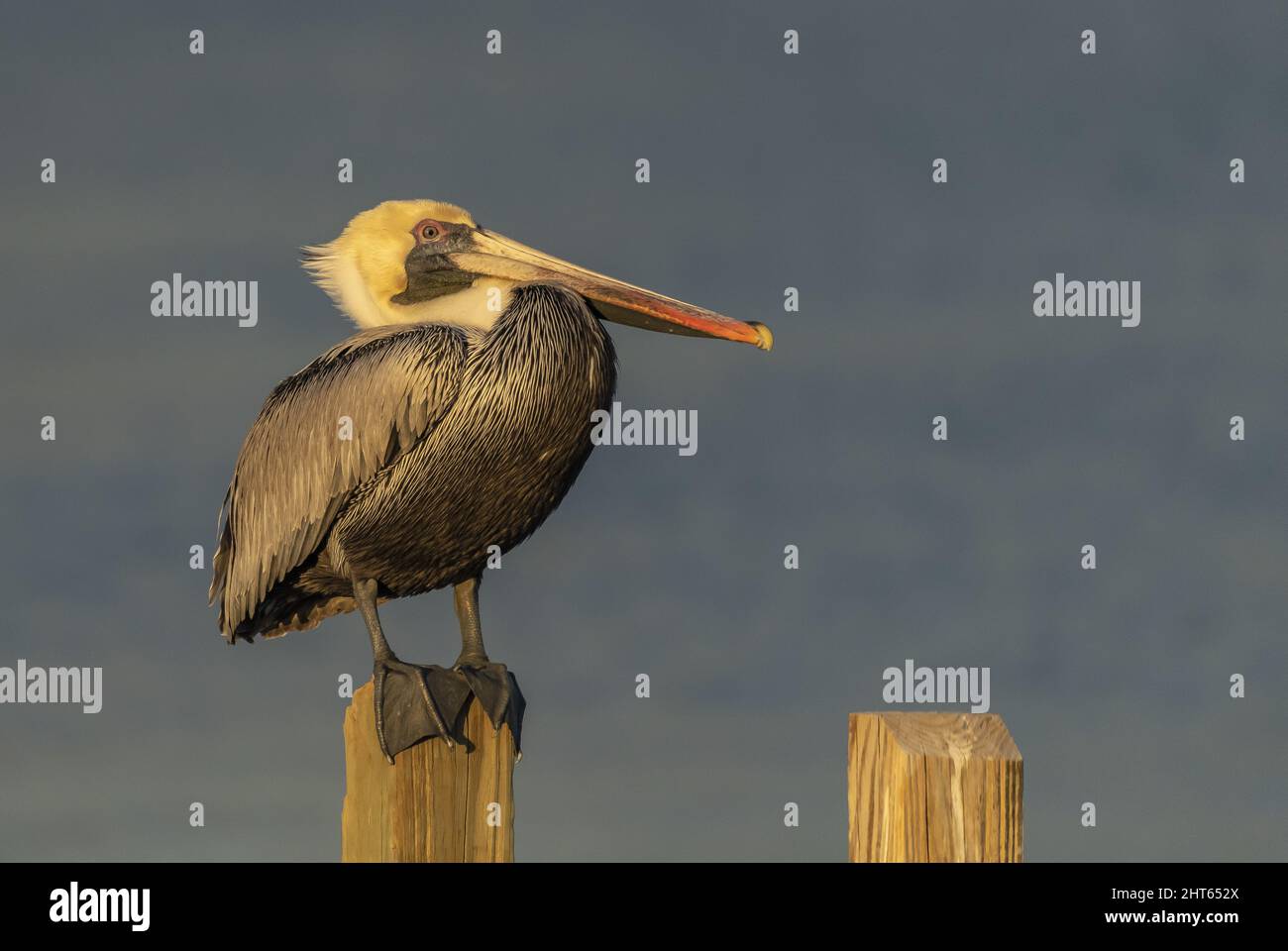 Brown pelican perched on a wooden pole Stock Photo - Alamy