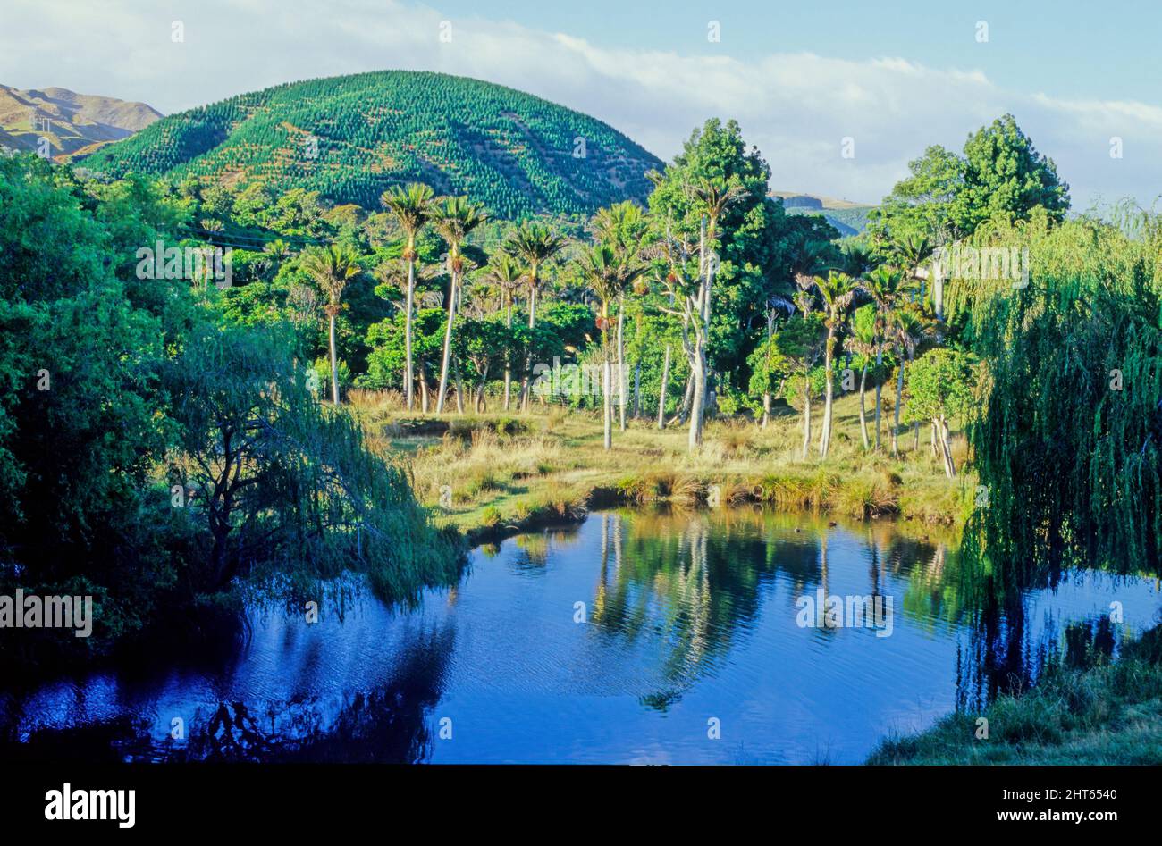 Tree nikau palm native hi-res stock photography and images - Alamy