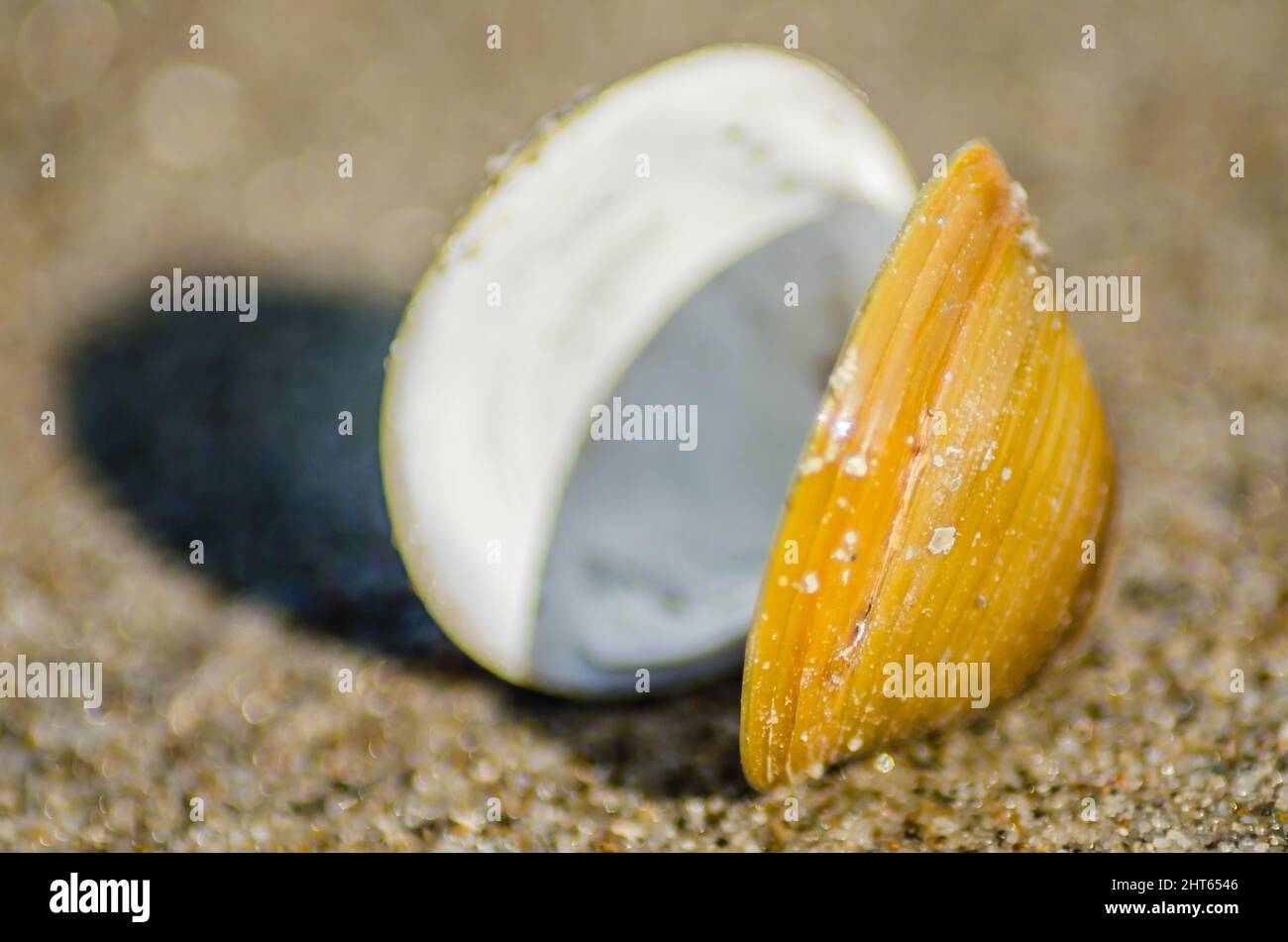 River shell background texture hi-res stock photography and images - Alamy