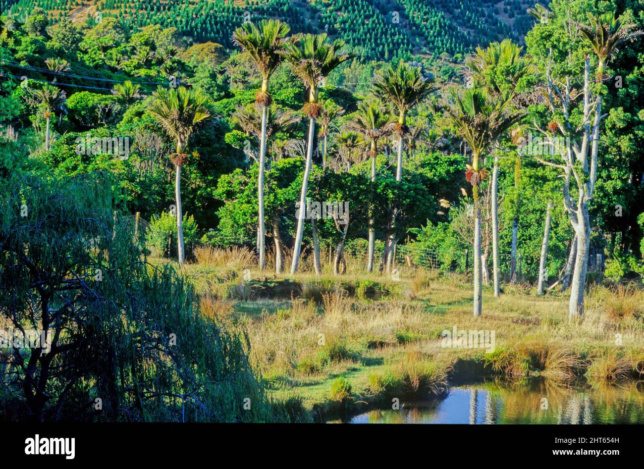 Rhopalostylis sapida, nīkau Māori: nīkau or nikau is a palm tree ...