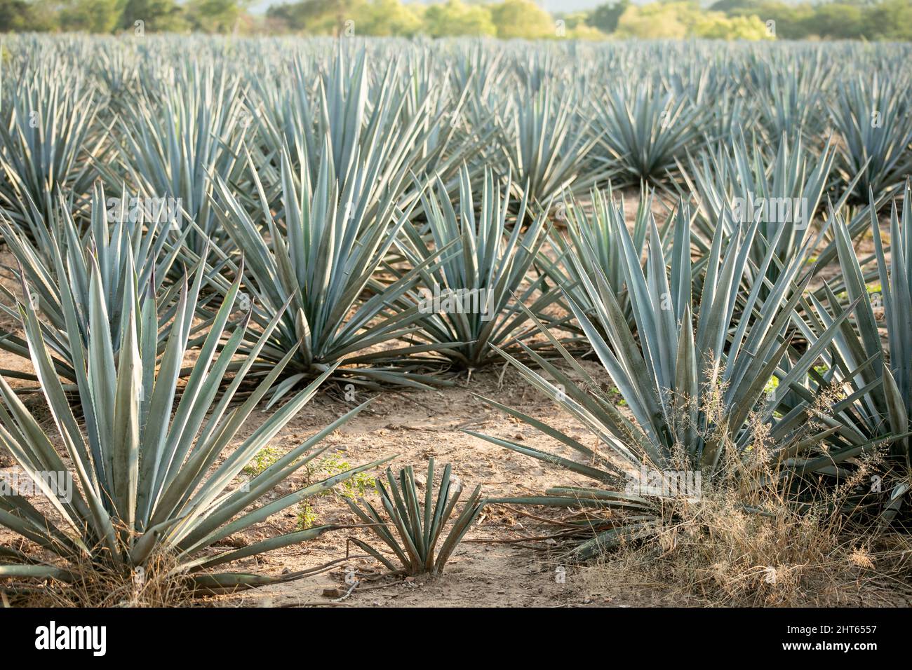 Field with dry agave tequilana plants Stock Photo - Alamy