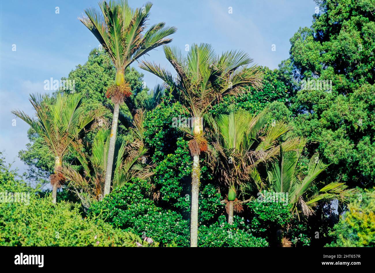 Rhopalostylis sapida, nīkau Māori: nīkau or nikau is a palm tree ...