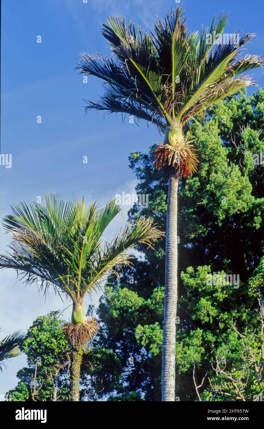 Only native palm of new zealand hi-res stock photography and images - Alamy