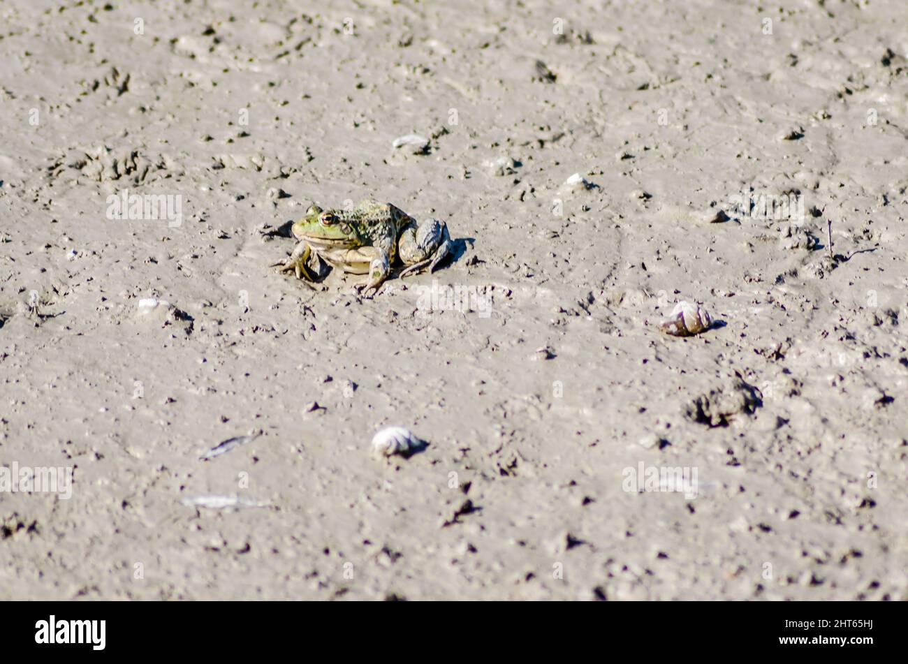 Frog Sitting On Lotus Leaf High Resolution Stock Photography and Images ...
