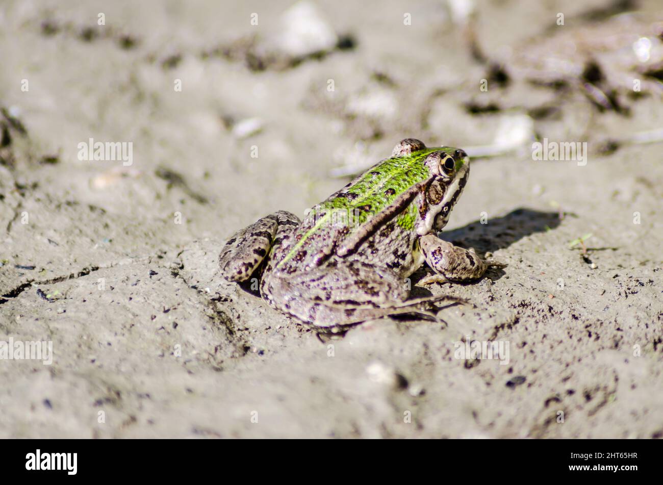 River frog on the sandy banks of the Danube Stock Photo - Alamy
