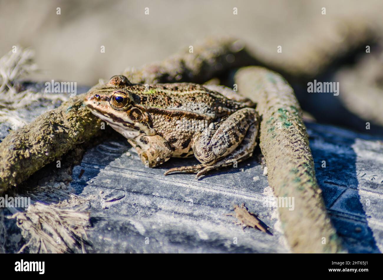 Frog on algae pond weed hi-res stock photography and images - Alamy