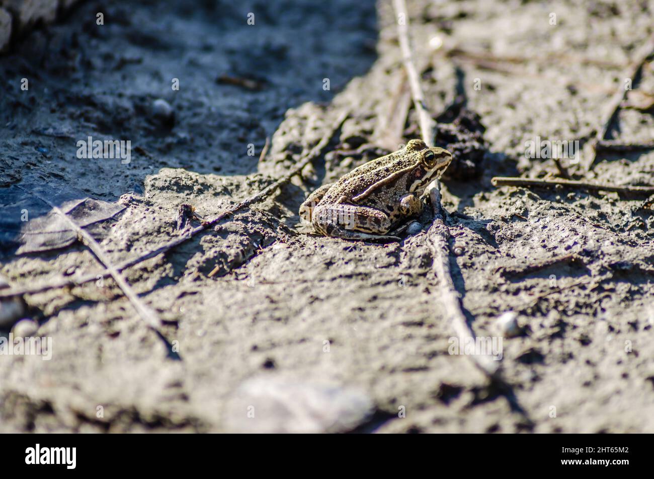 River frog on the sandy banks of the Danube Stock Photo - Alamy