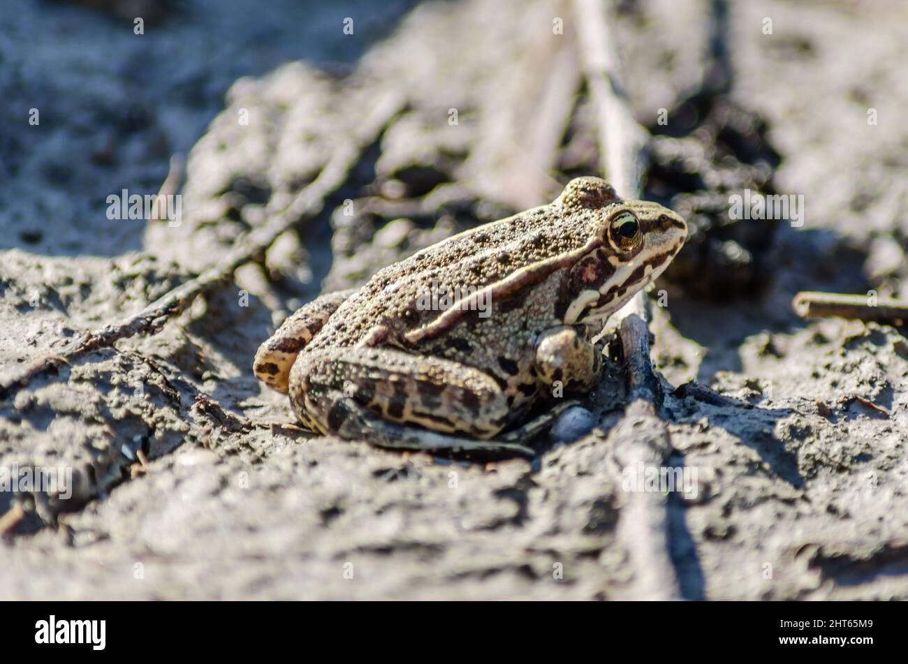 River frog on the sandy banks of the Danube Stock Photo - Alamy