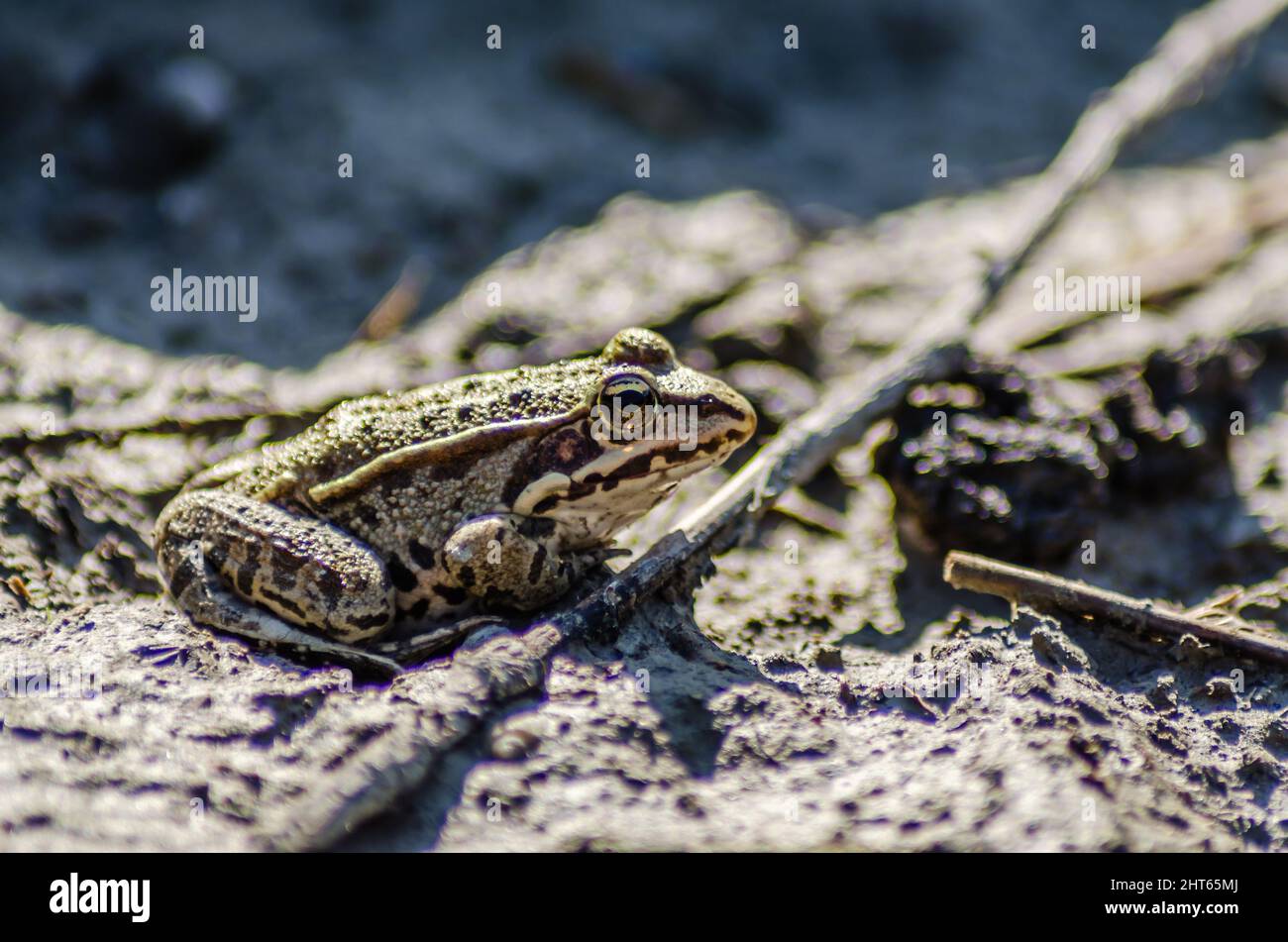 River frog on the sandy banks of the Danube Stock Photo - Alamy